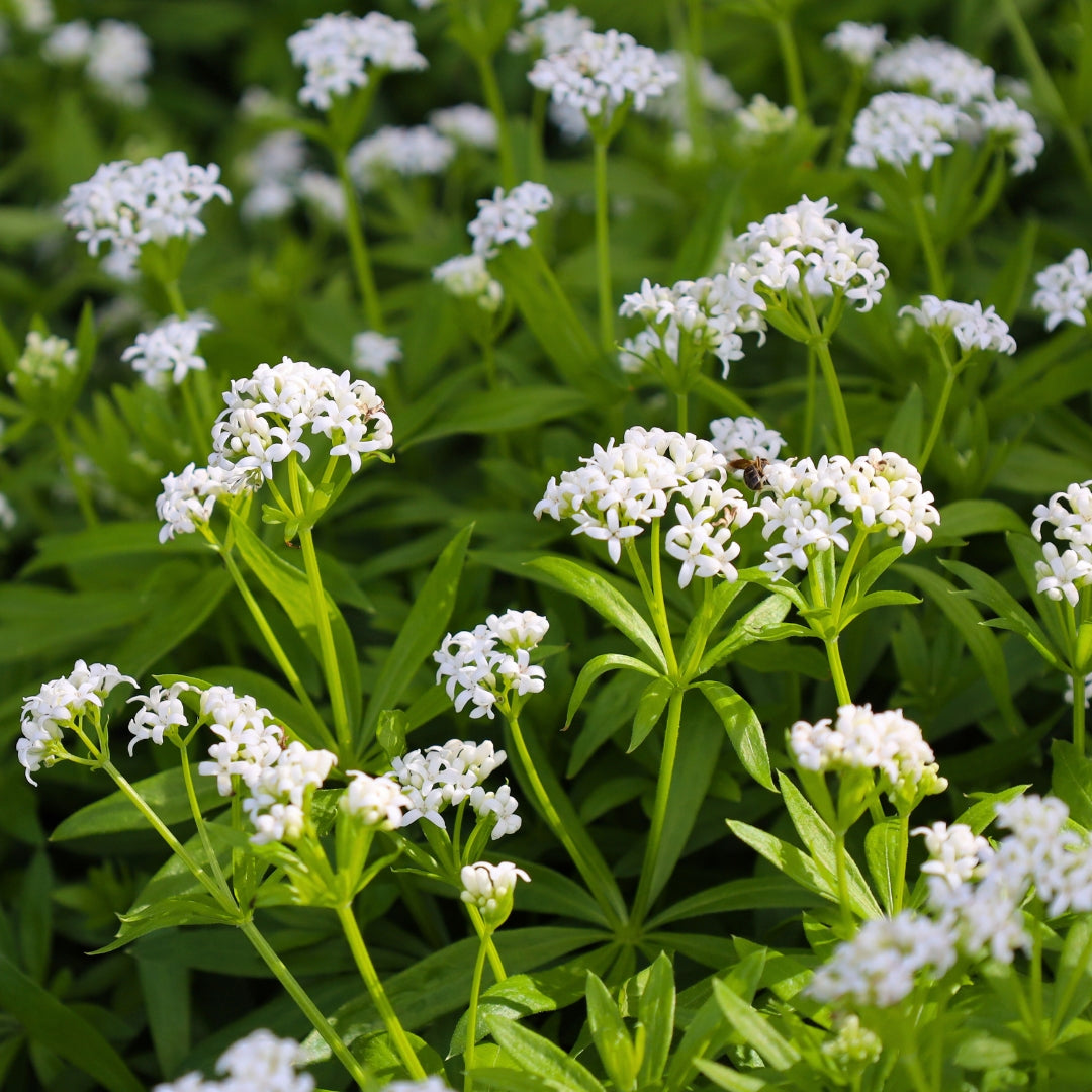 Buy Sweet Woodruff plants Online | Garden Goods Direct