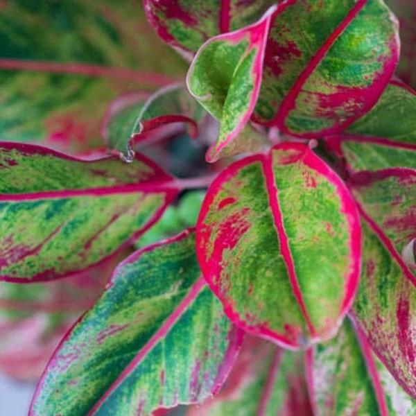 Aglaonema Firecracker Plants for Sale | Garden Goods Direct
