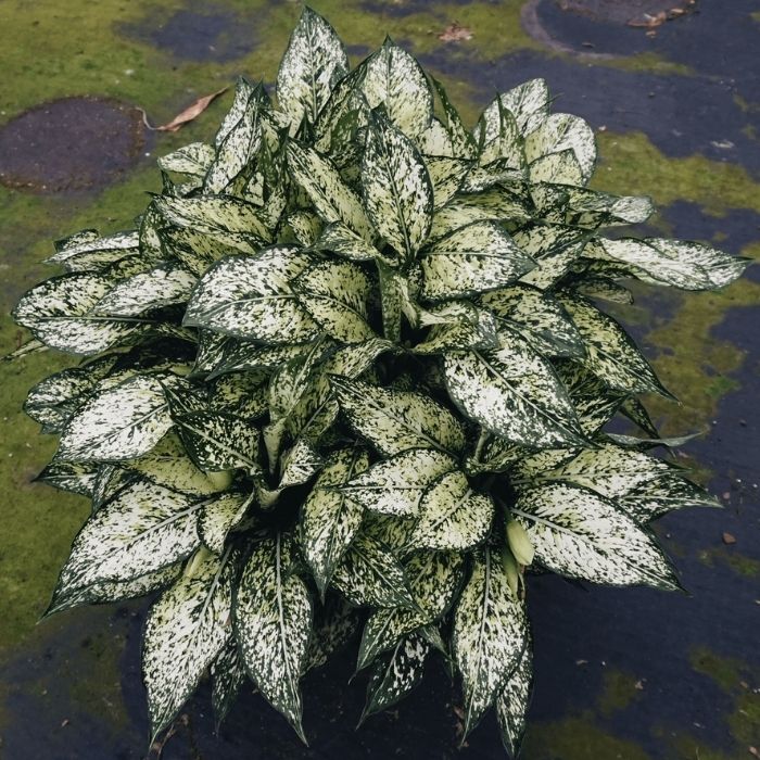 Buy Aglaonema Spring Snow Online | Garden Goods Direct