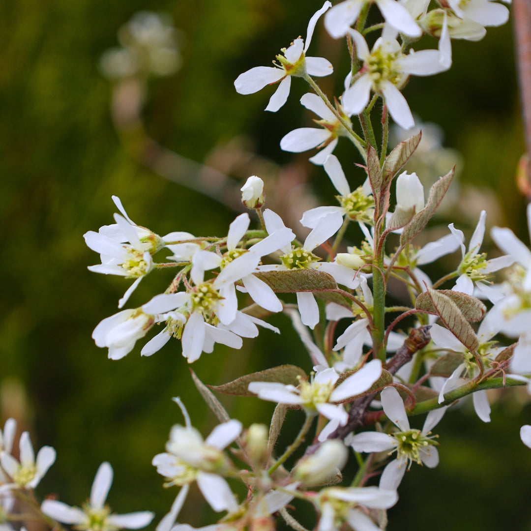 Buy Allegheny Serviceberry Trees Online | Garden Goods Direct