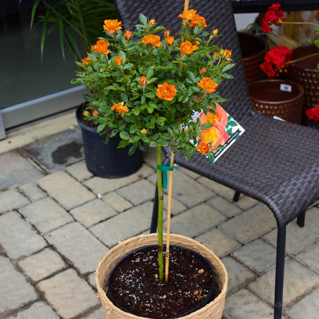 Sunblaze Amber Rose– Tree Form | Garden Goods Direct