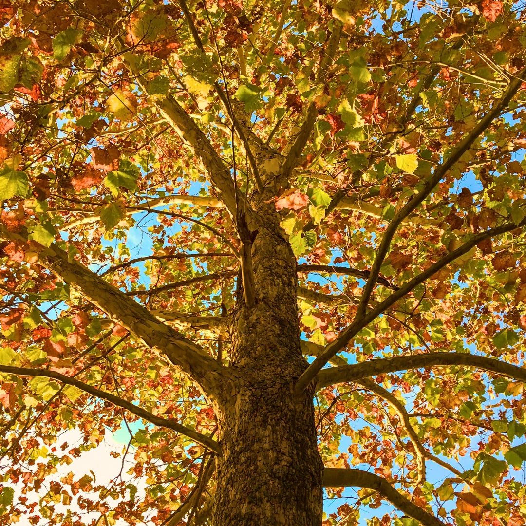 American Sycamore Tree for Sale | Fast-Growing Native Shade Tree