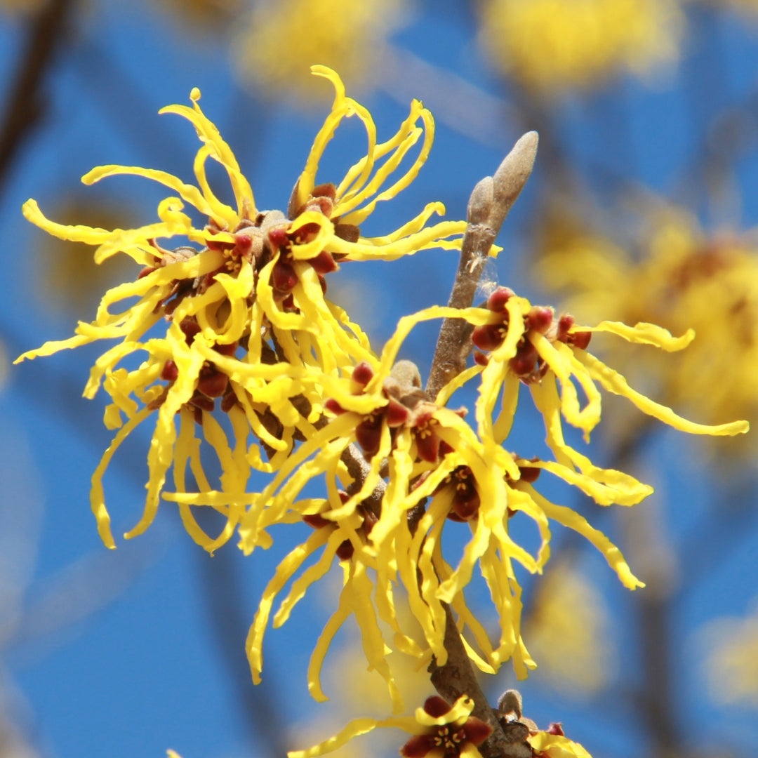 American Witch Hazel for Sale | Native Fall-Blooming Shrub