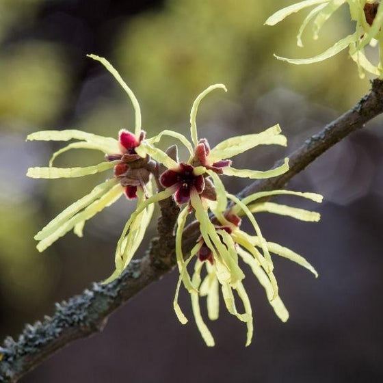 American Witch Hazel Shrubs for Sale | Garden Goods Direct