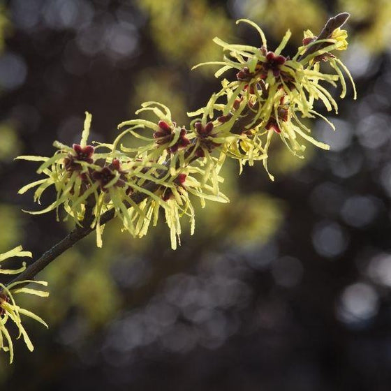 American Witch Hazel Shrubs for Sale | Garden Goods Direct