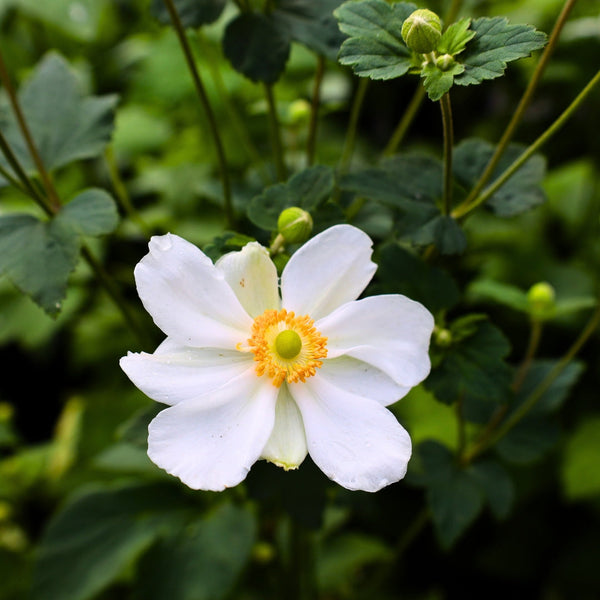 White Anemone Plant