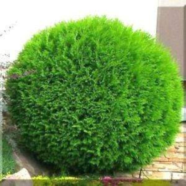 Buy Arborvitae Tom Thumb Online | Garden Goods Direct
