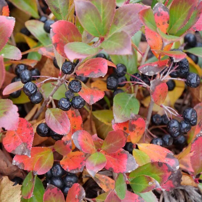 Aronia Ground Hog Chokeberry for Sale | Garden Goods Direct