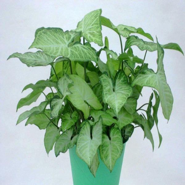 Arrowhead Plants - Syngonium podophyllum | Garden Goods Direct