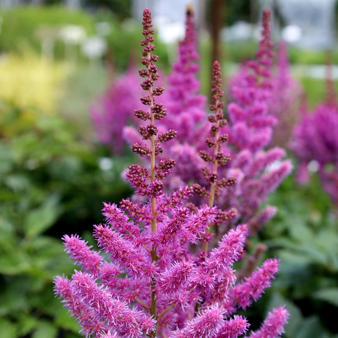 Purple Astilbe