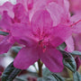 Autumn Amethyst Encore Azaleas for Sale | Garden Goods Direct
