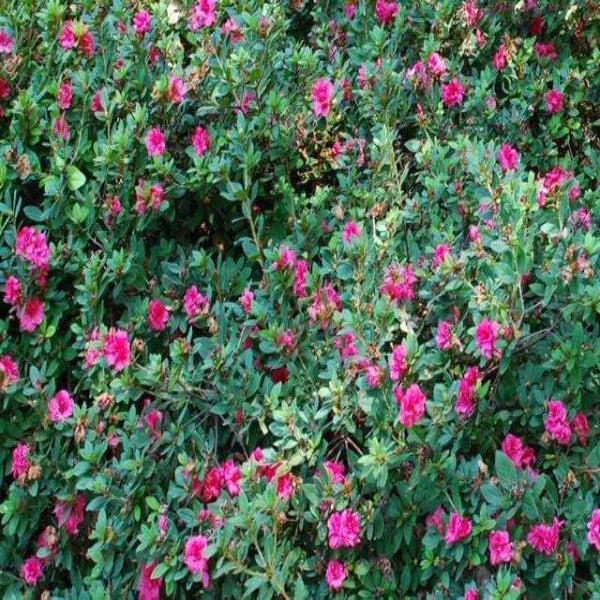 Autumn Amethyst Encore Azaleas for Sale | Garden Goods Direct