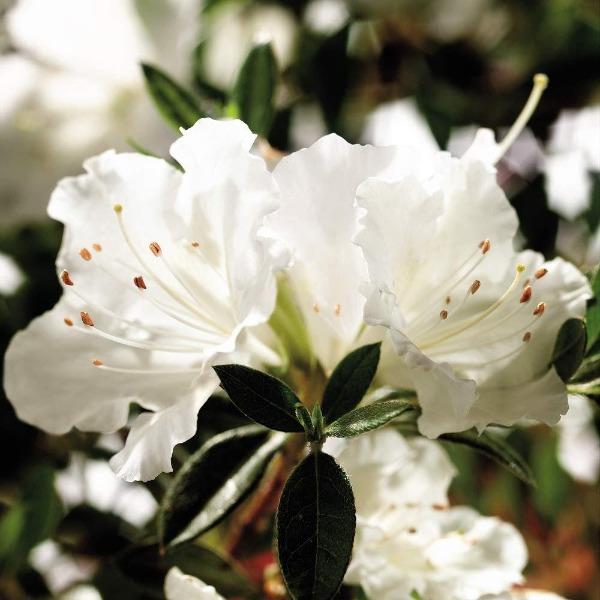 Autumn Angel® Encore® Azalea | Reblooming White Evergreen Shrub