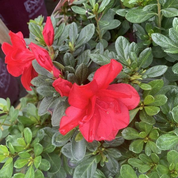 Buy Autumn Bonfire Encore Azalea Online | Garden Goods Direct