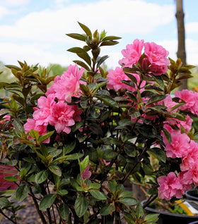 Pink Azalea Shrubs for Sale | Garden Goods Direct