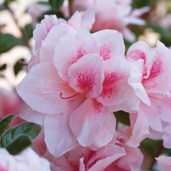 Buy Autumn Chiffon Encore Azaleas Online | Garden Goods Direct