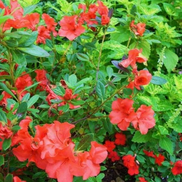 Buy Autumn Embers Encore Azaleas Online | Garden Goods Direct
