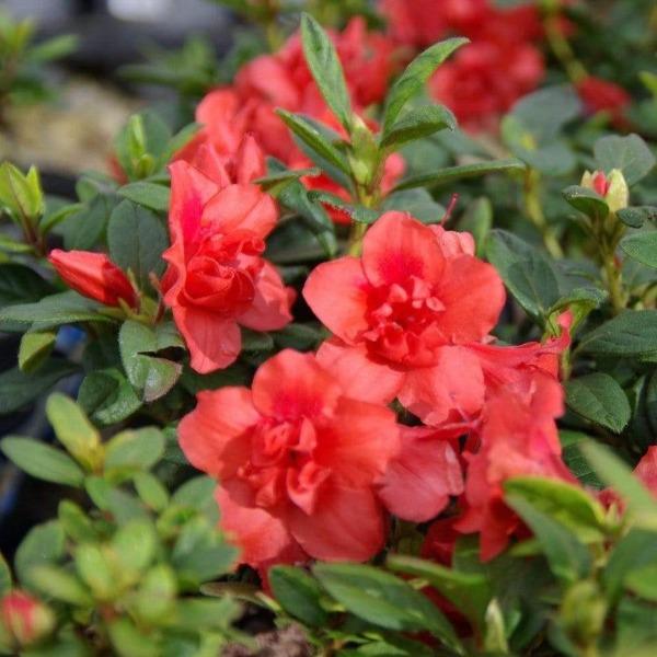 Buy Autumn Embers Encore Azaleas Online | Garden Goods Direct