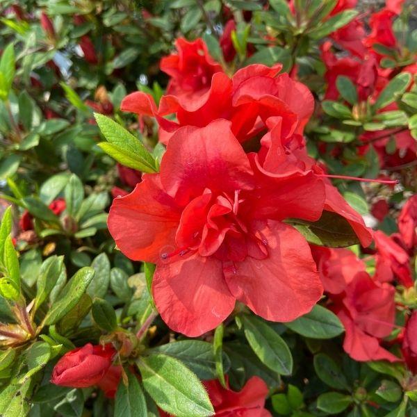 Buy Autumn Embers Encore Azaleas Online | Garden Goods Direct