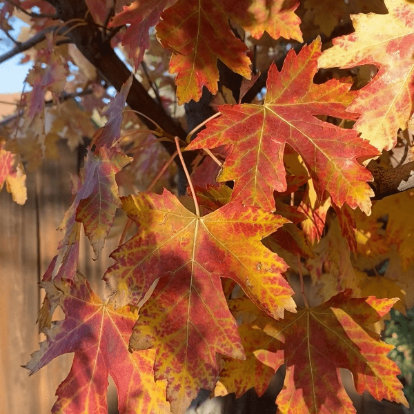 Autumn Fantasy Maple Trees for Sale | Garden Goods Direct