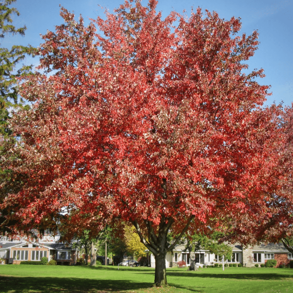 Autumn Fantasy Maple Trees for Sale | Garden Goods Direct