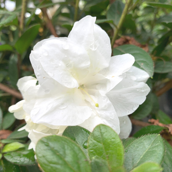 Buy Autumn Moonlight Encore Azalea Online | Garden Goods Direct