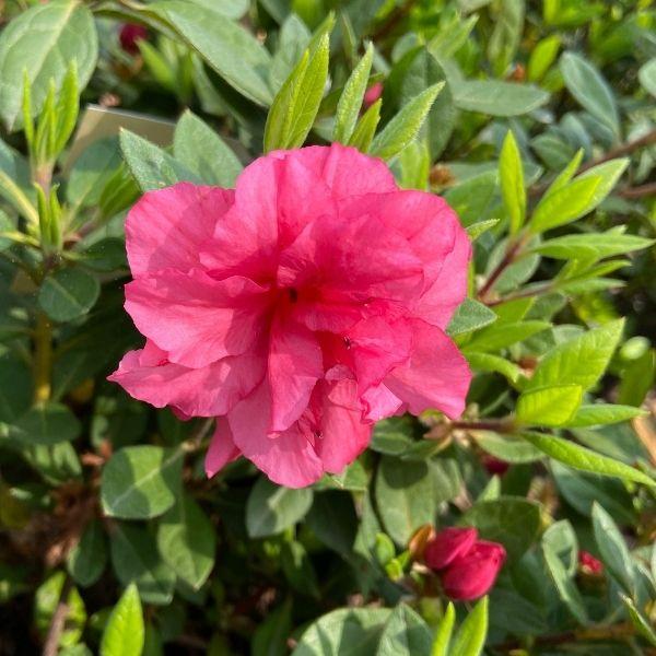 Encore Azalea Rouge