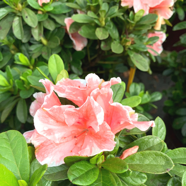 Buy Autumn Sunburst Encore Azaleas Online | Garden Goods Direct