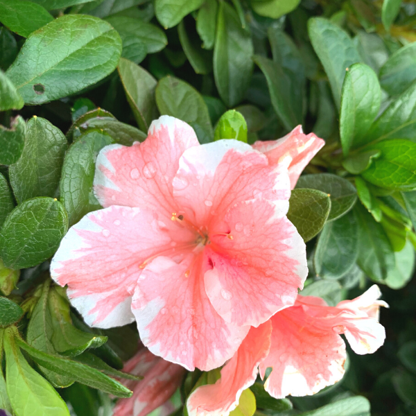 Buy Autumn Sunburst Encore Azaleas Online | Garden Goods Direct