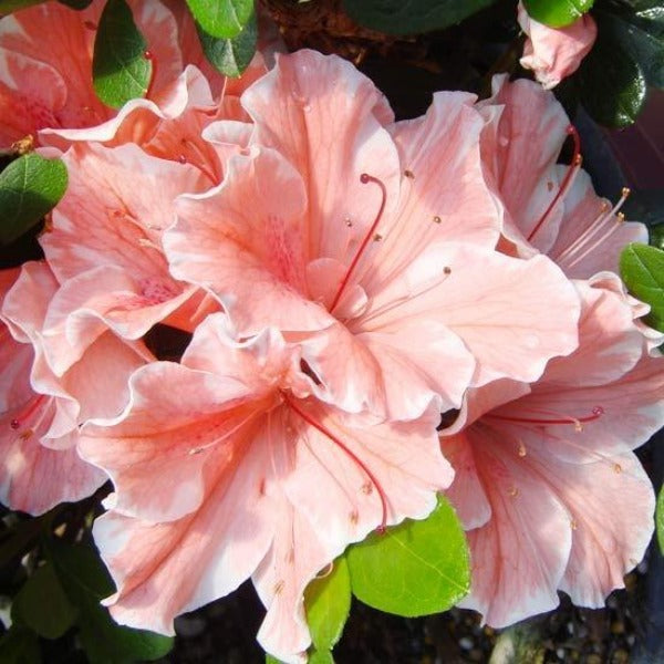 Buy Autumn Sunburst Encore Azaleas Online | Garden Goods Direct
