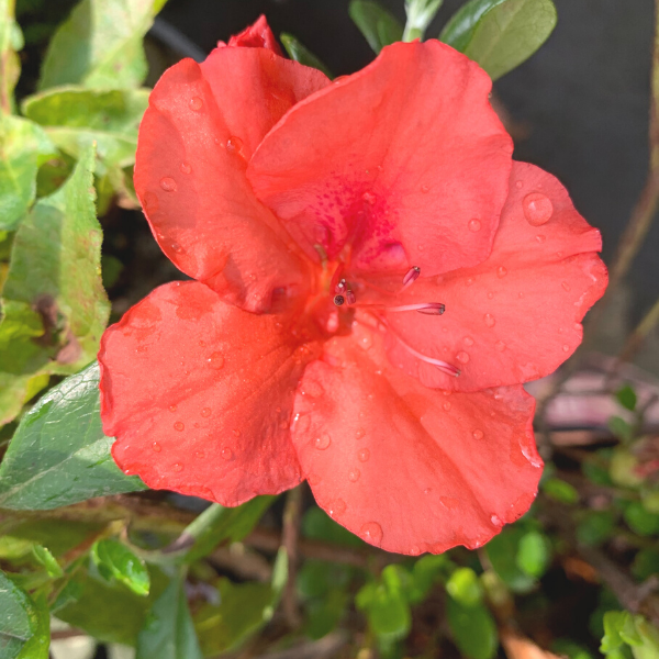 Buy Autumn Sunset Encore Azalea Online | Garden Goods Direct