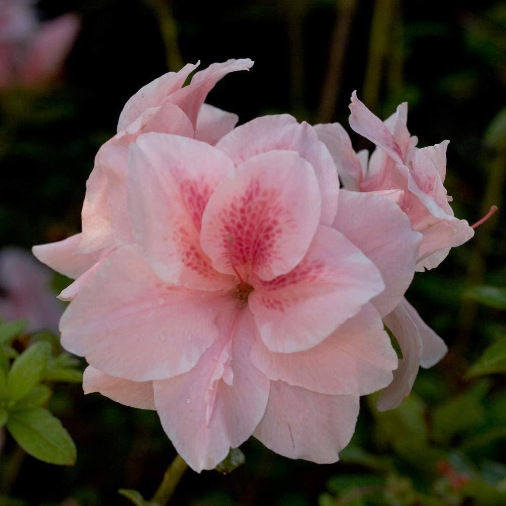 Buy Autumn Belle Azalea Online | Garden Goods Direct