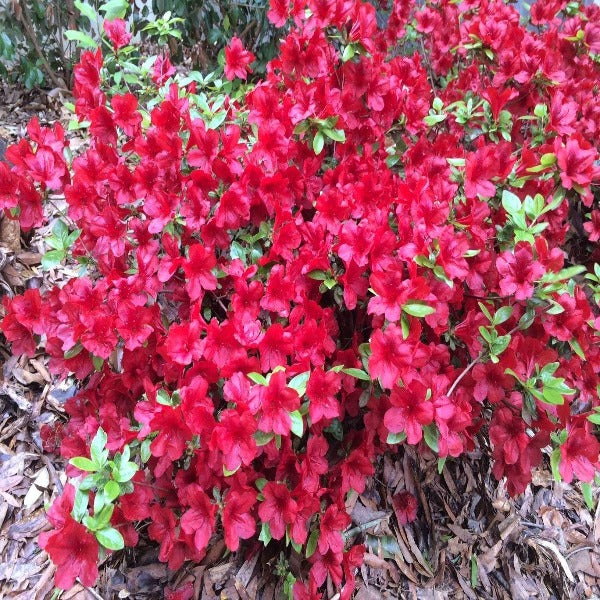 Buy Midnight Flare Azalea Online | Garden Goods Direct