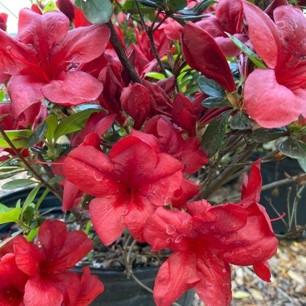 Buy Midnight Flare Azalea Online | Garden Goods Direct