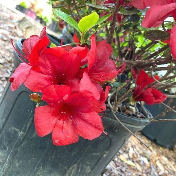 Buy Midnight Flare Azalea Online | Garden Goods Direct