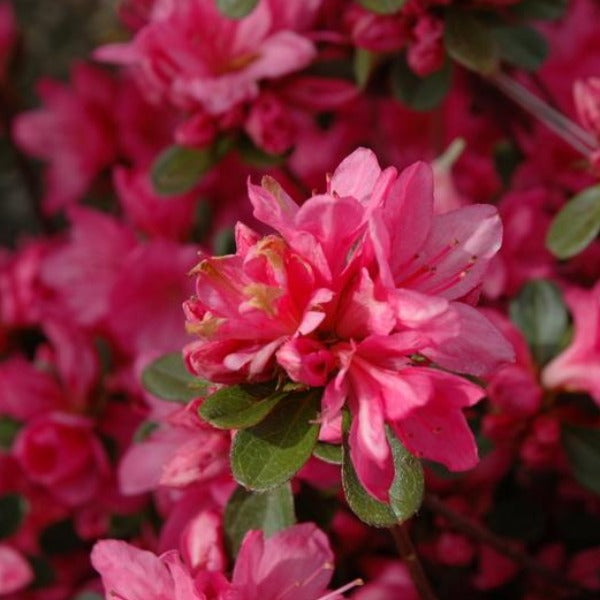Buy Azalea Tradition Online | Garden Goods Direct