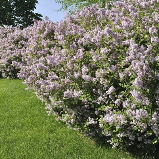 Buy Beauty of Moscow Lilac Online | Garden Goods Direct