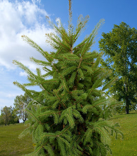 Buy Evergreen Trees Online | Garden Goods Direct