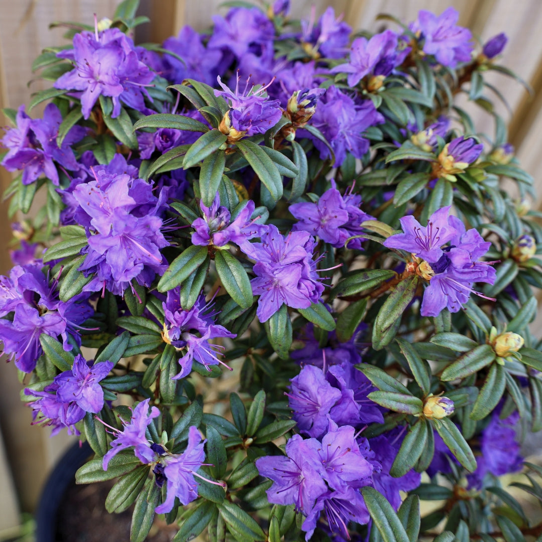 Buy Blue Baron Rhododendron Online | Garden Goods Direct