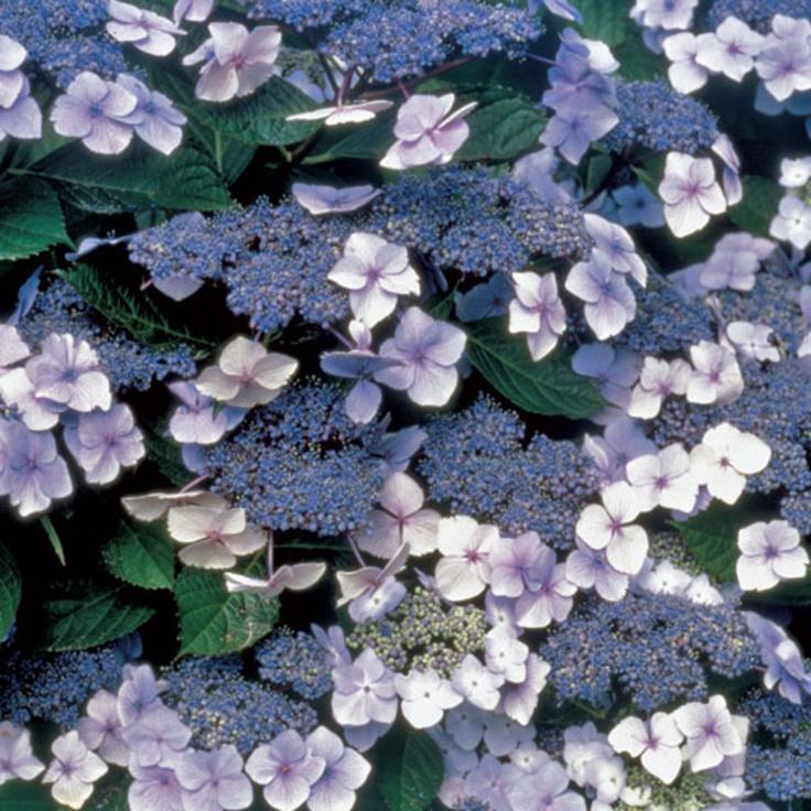 Blue Billow Hydrangea Bushes for Sale | Garden Goods Direct