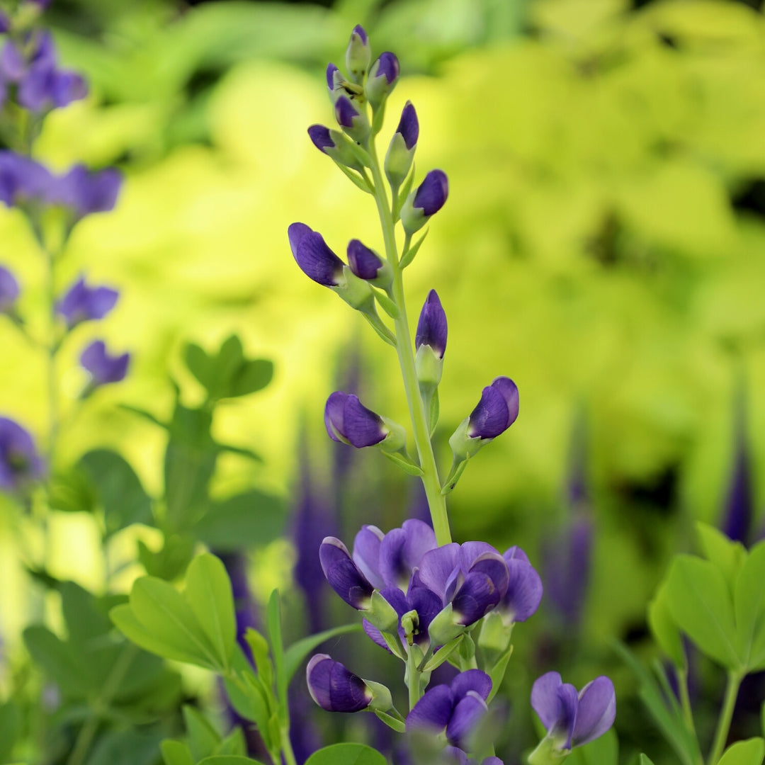 Blue False Indigo Leaves Blue False Indigo Leaves