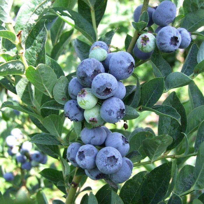 Blue Gold Blueberry Bushes for Sale | Garden Goods Direct