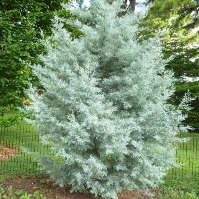 Buy Blue Ice Cypress – Fast-Growing Silvery-Blue Evergreen Tree ...
