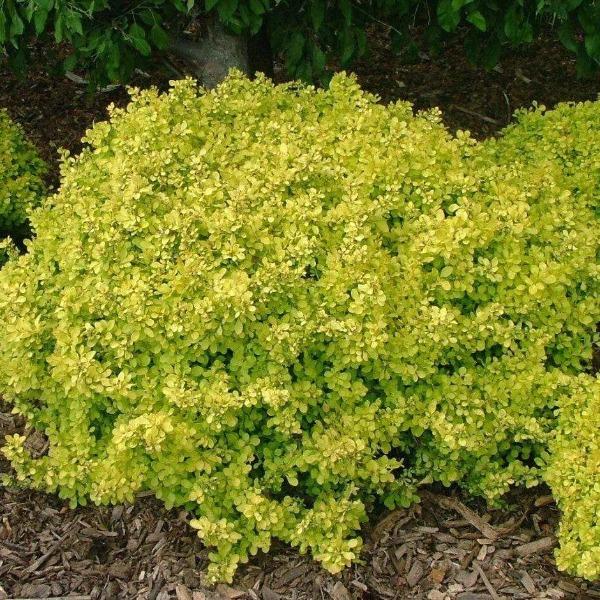 Buy Bonanza Gold Barberry Online | Garden Goods Direct