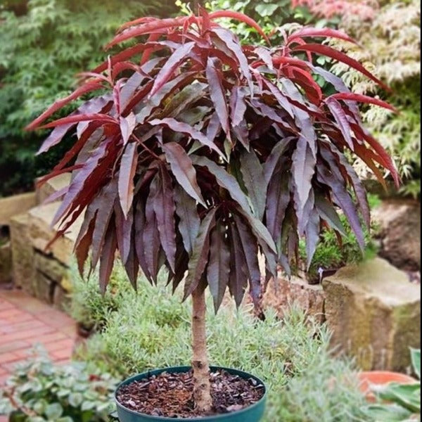 Bonfire Patio Peach Trees for Sale | Garden Goods Direct