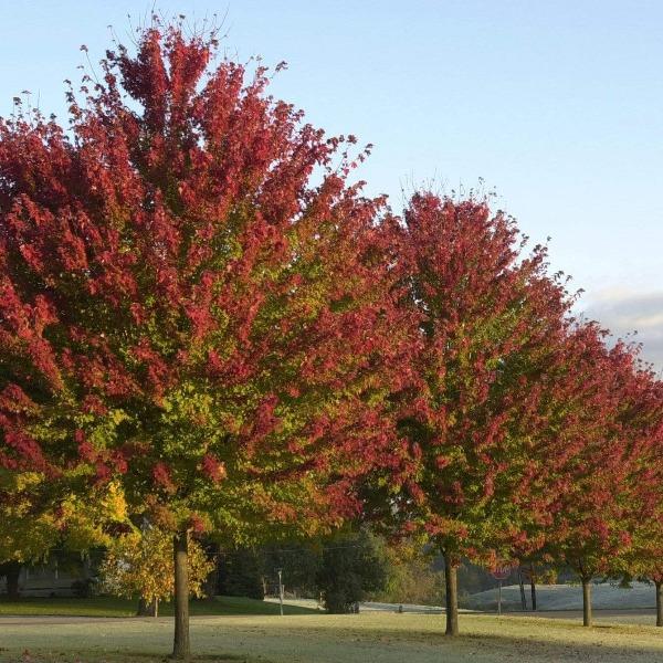 Brandywine Red Maple Trees for Sale | Garden Goods Direct