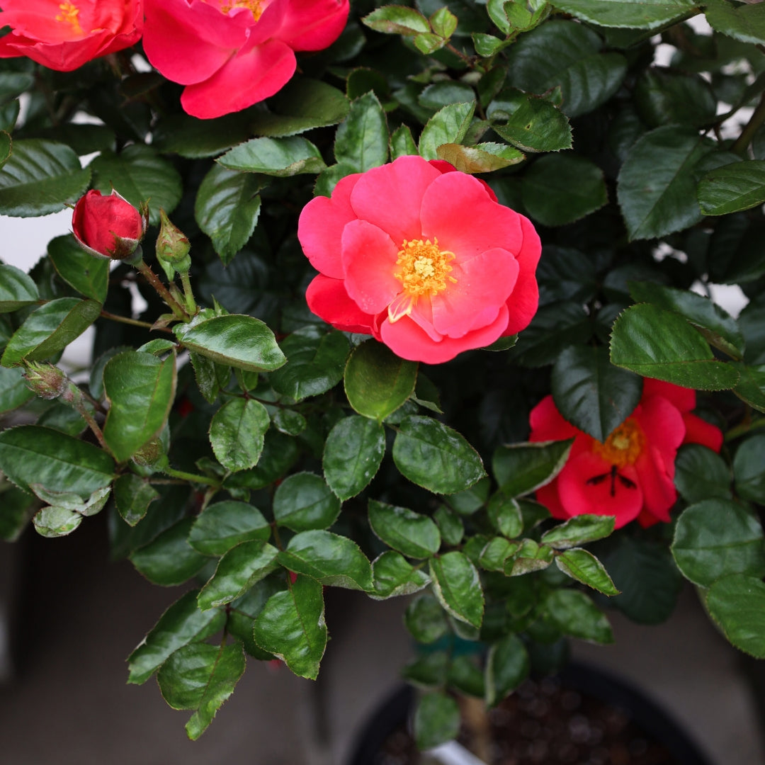 Brick House® Pink Rose – Tree Form | Garden Goods Direct