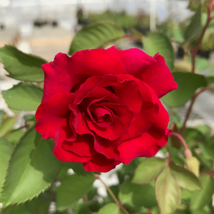 Brindabella Red Empress Rose Shrubs for Sale | Garden Goods Direct