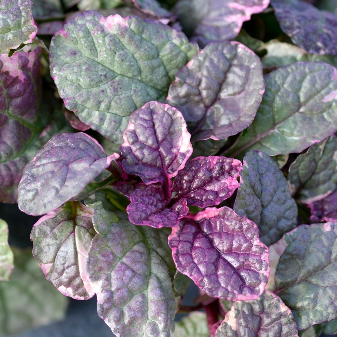 Buy Burgundy Glow Ajuga Groundcover Online | Garden Goods Direct