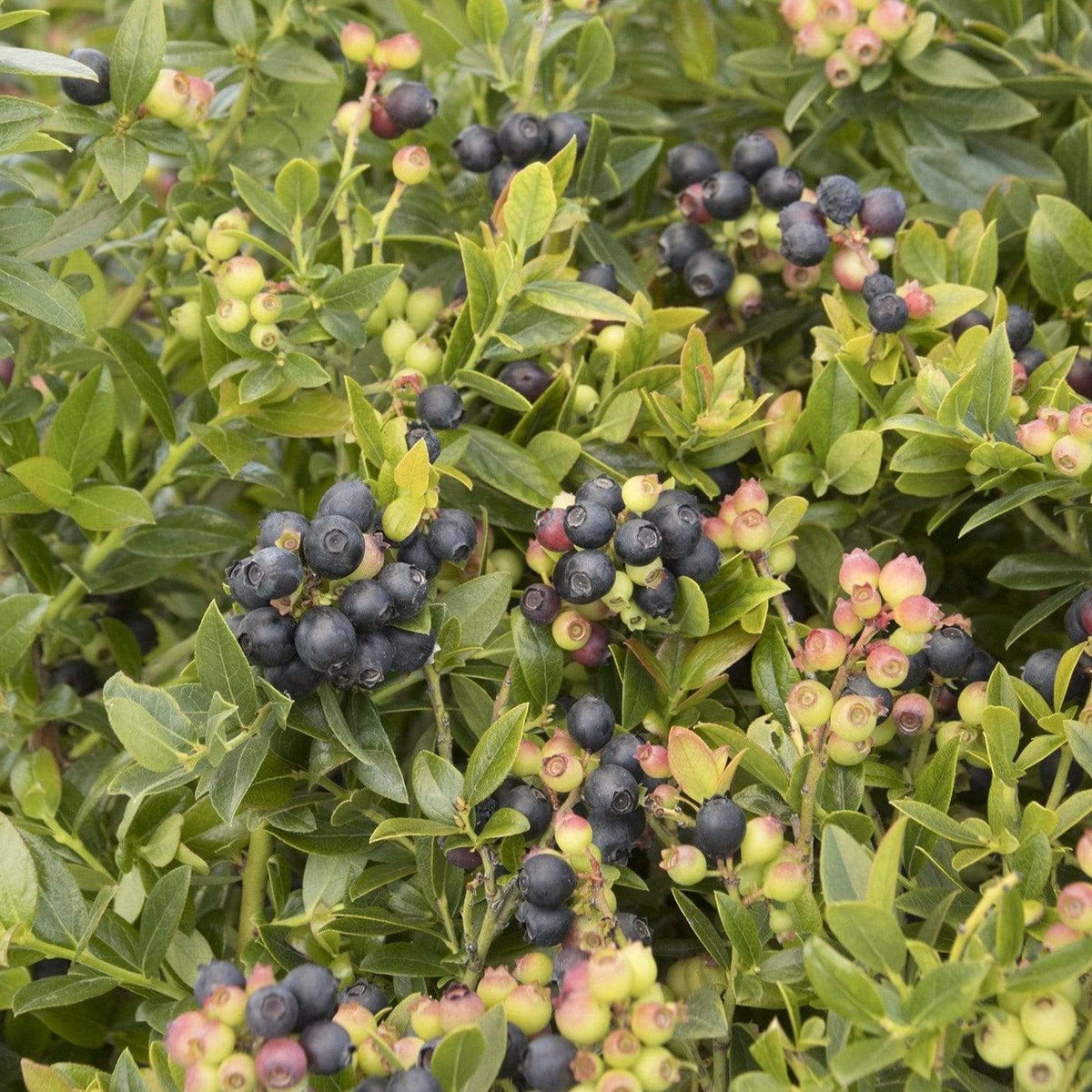 Blueberry Glaze Blueberry Bush for Sale | Garden Goods Direct